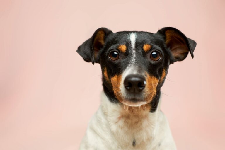 Why Does My Dog Eat Poop? A Vet's Guide to Coprophagia - Oxford Animal ...